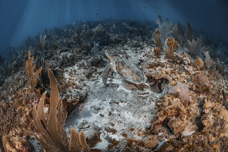 Beneath the Foil - Foiling Magazine